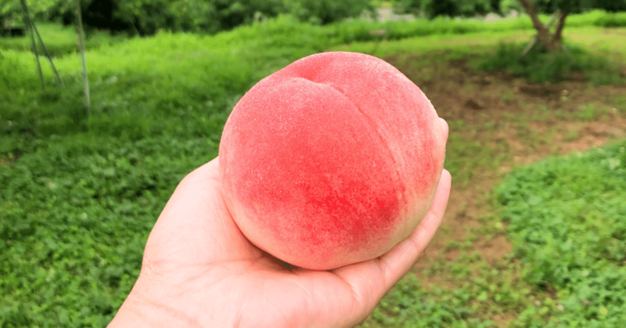 桃狩りの楽しみ方。｜marimo