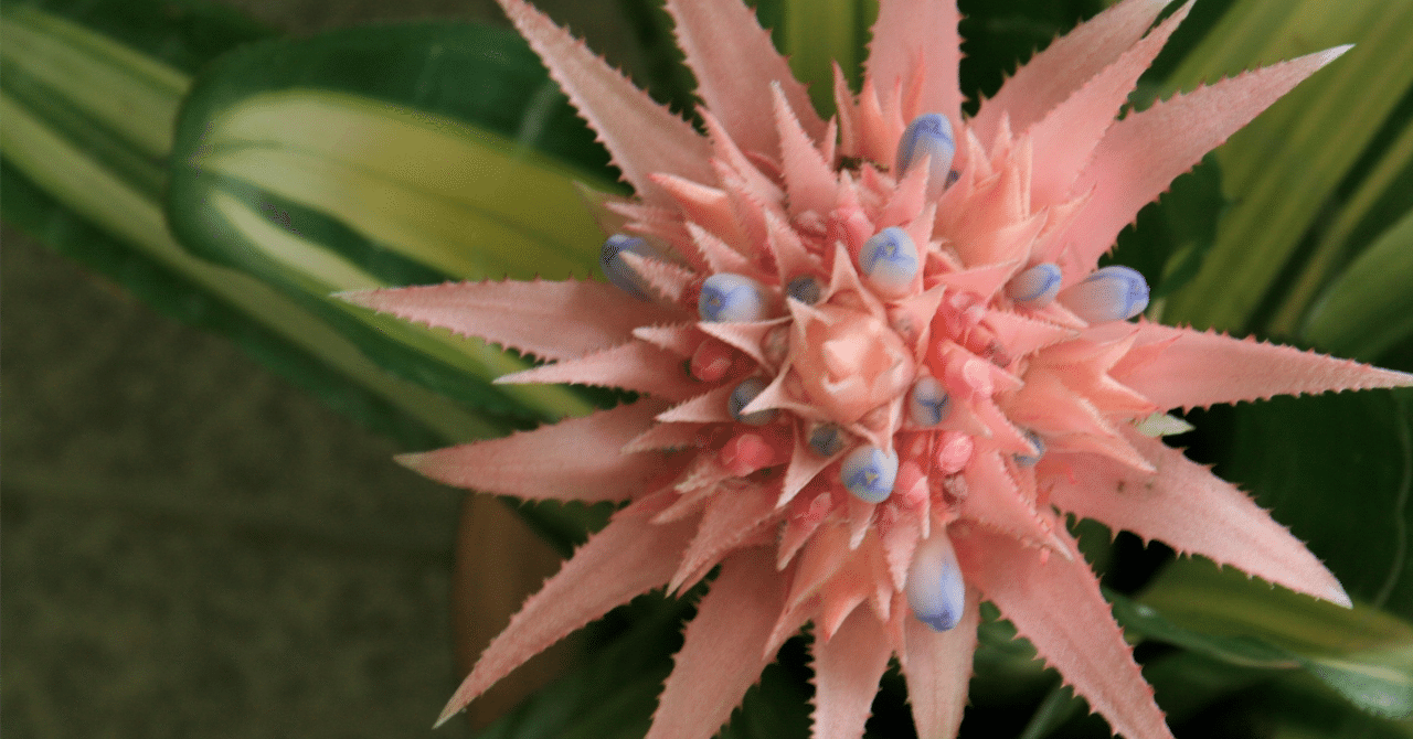 ポケモンスリープ、はじめました｜neji bit