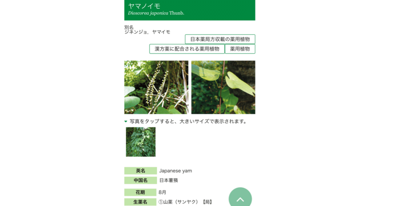 【草花】ヤマノイモ、自然薯、山薬(サンヤク)｜200im