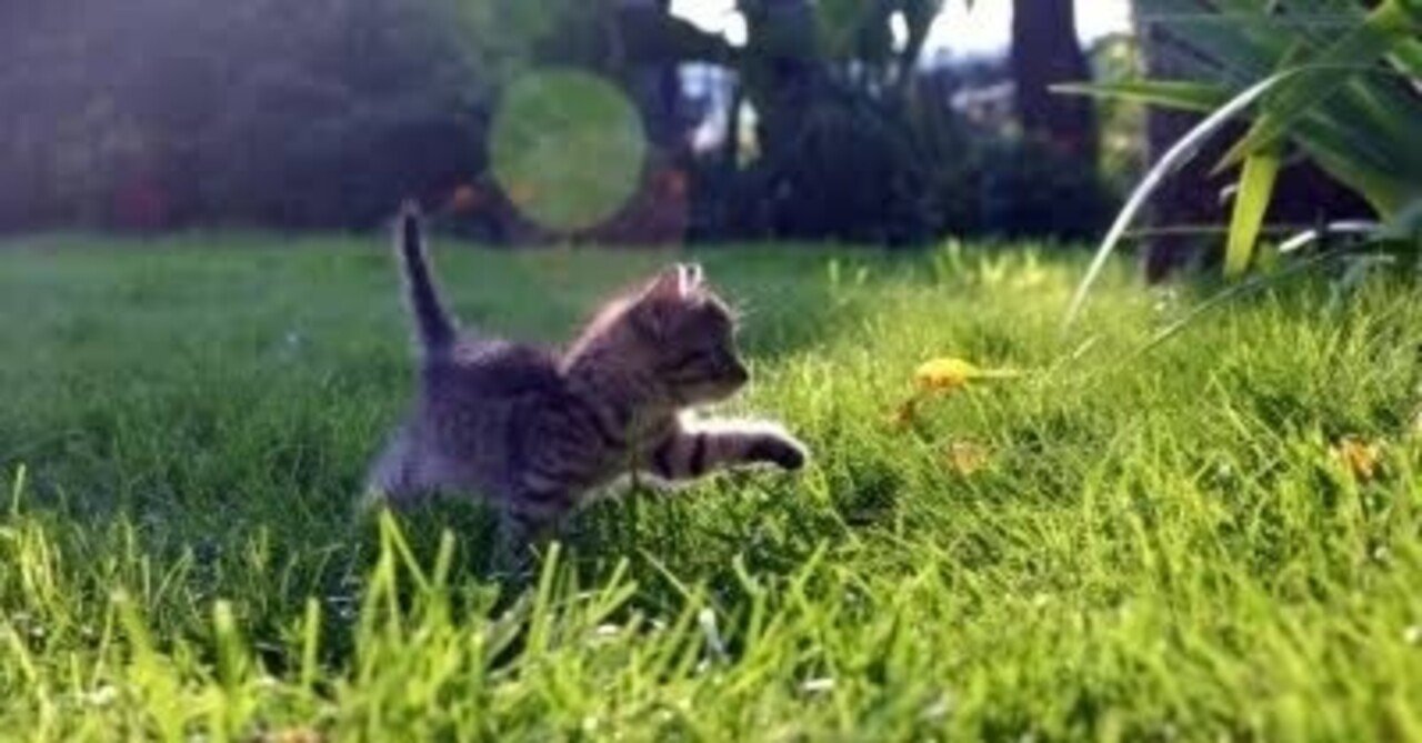 五感に意識を向ける｜messenger_sala