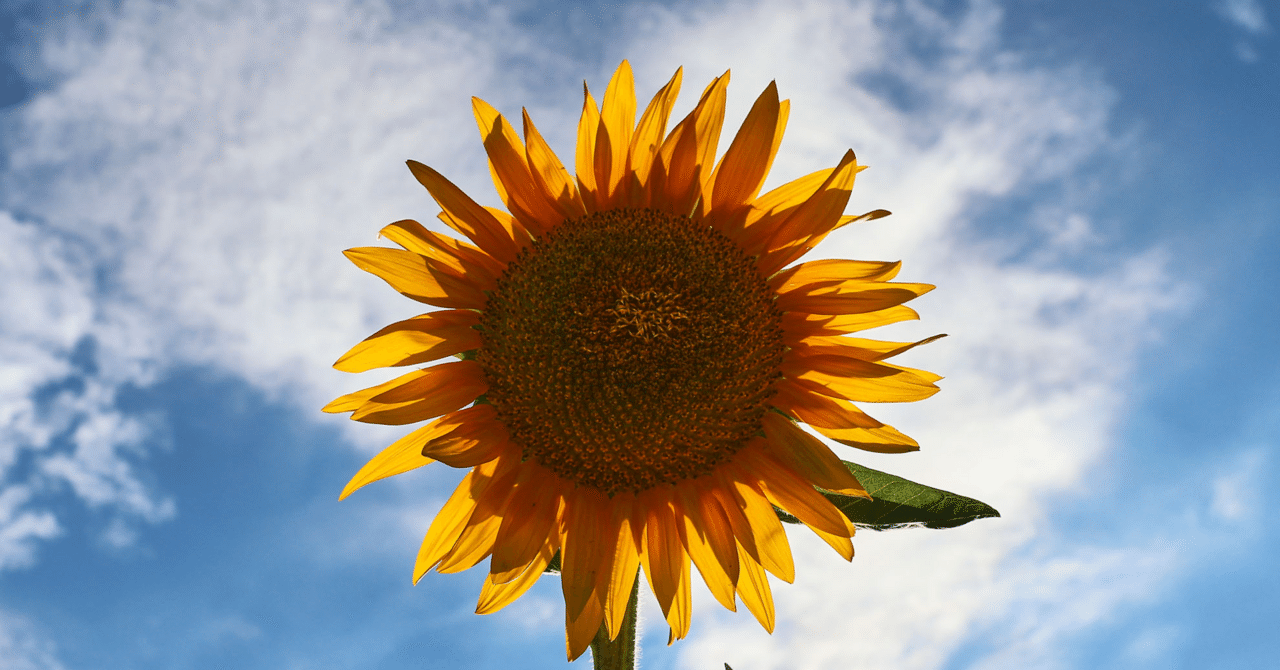 日曜日、陽が照っている。｜遠藤さやえんどう