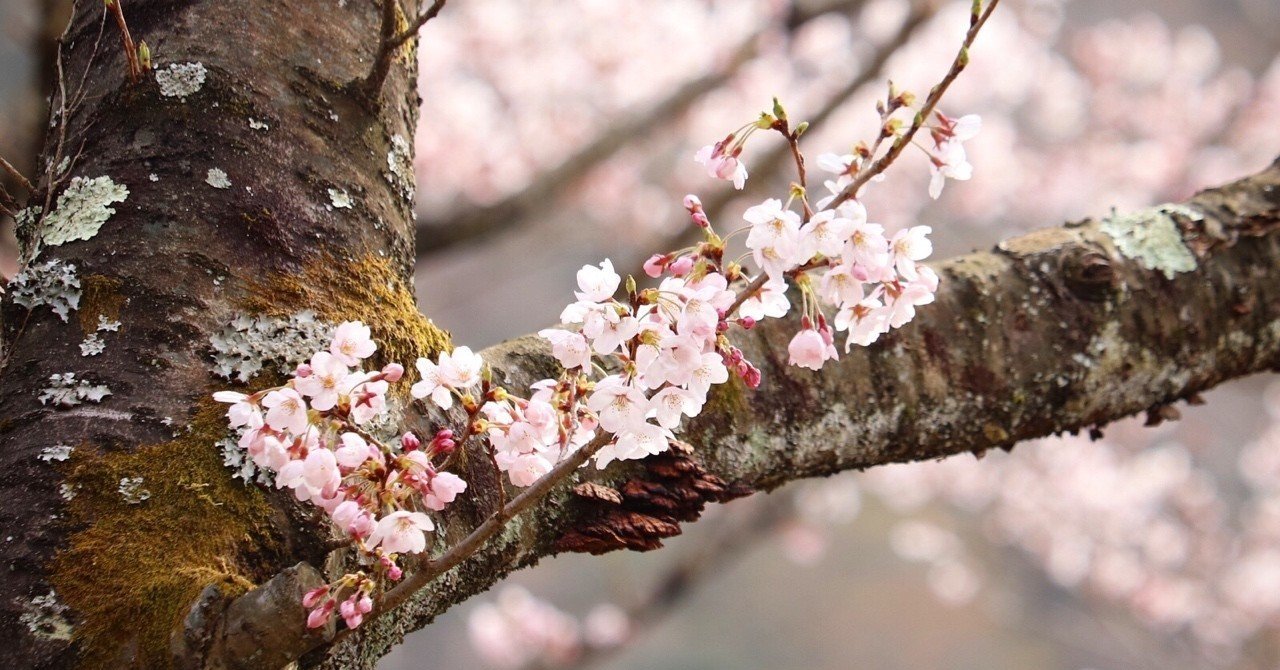 目の前の山を越えていくだけで大丈夫｜Sosyu Kikuchi｜note