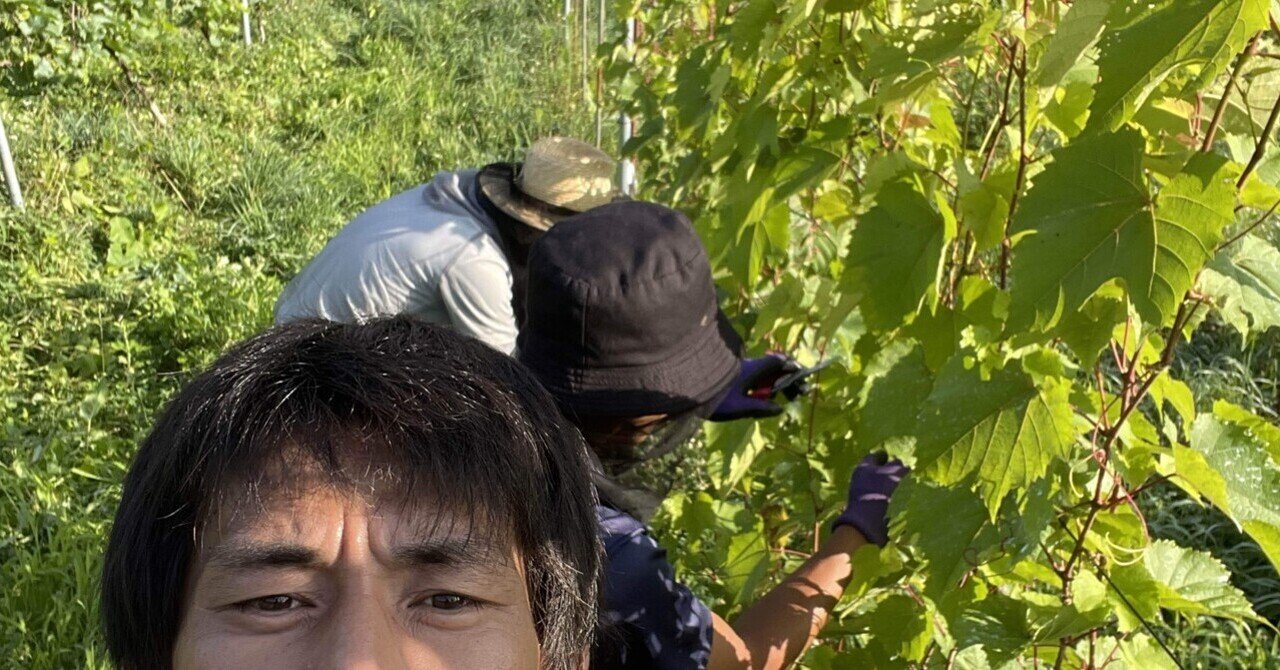 ぶどうの剪定｜Osada Takuya