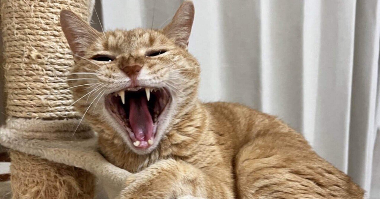 16歳のつもりで生活する｜naoki-reload