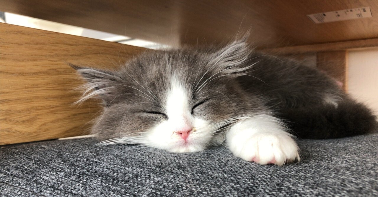 痩せるために必要なことは だけ【健康・ダイエット vol.8】｜mochi_suba🐈🐈