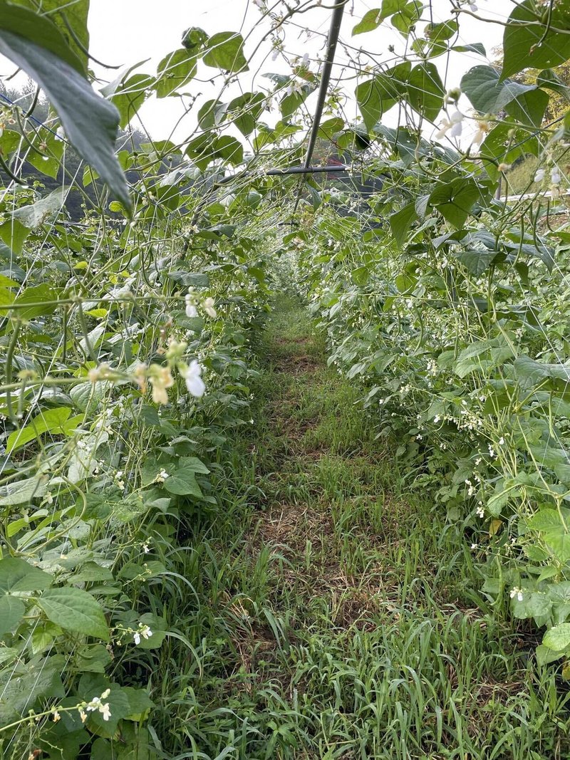 農家2年目の思考｜Osada Takuya