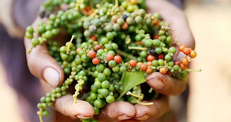 カンボジア｜DigitalCreator｜note