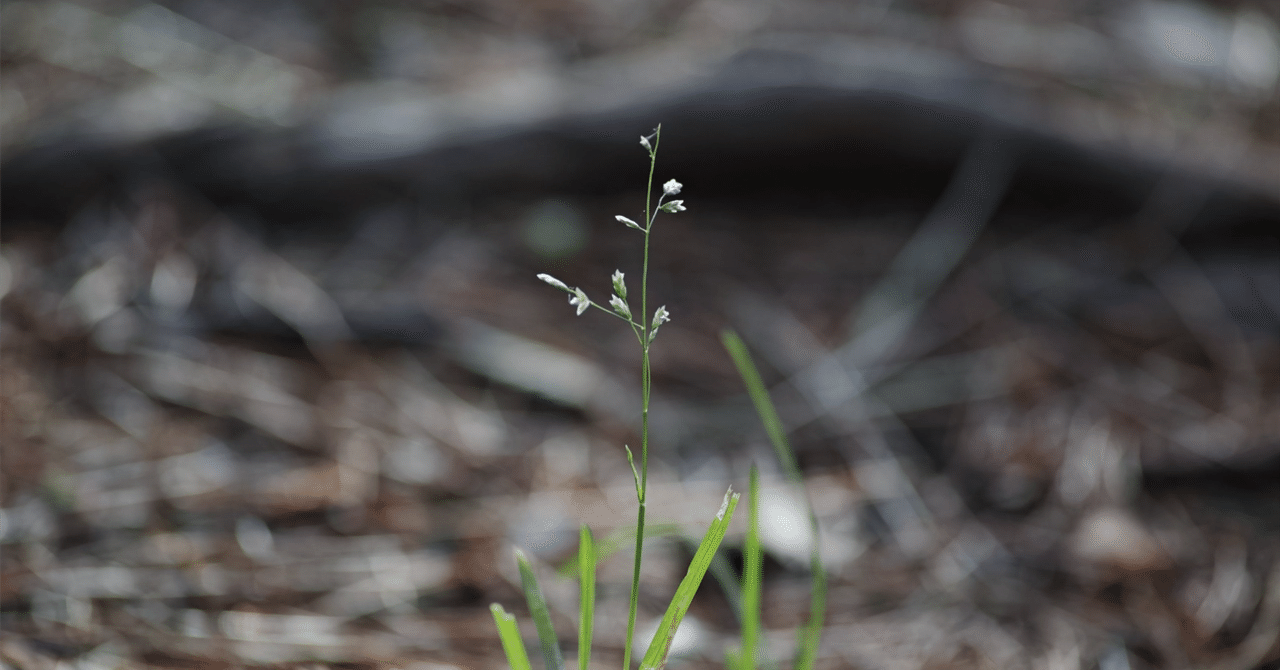 Web アイディア出しの参考サイト｜neko.usaさん