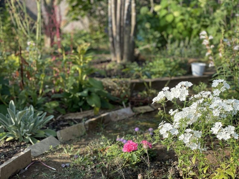 水やり、の日。｜ sio