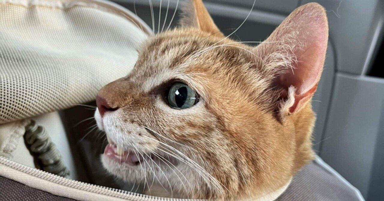 面接は準備と慣れで克服するしかない｜naoki-reload