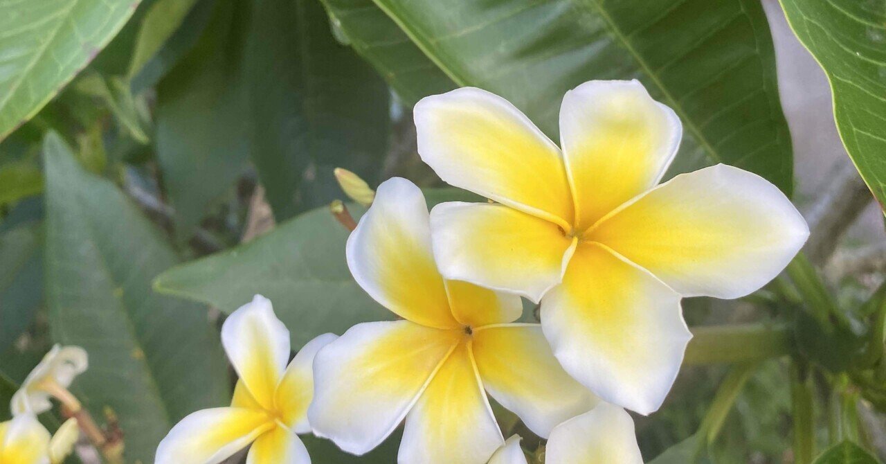 婚活⑥〜「婚活アプリ」が向いている人〜｜akko.