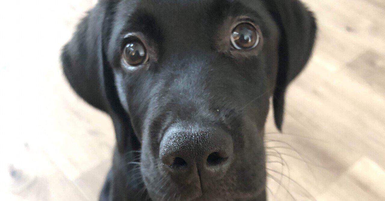 パピーとの暮らし 6週目｜ユメカ（Yumeka.yy）