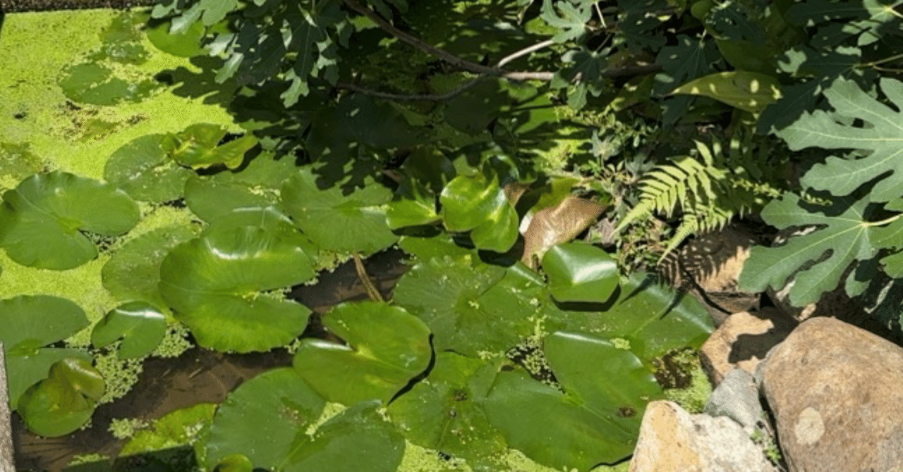 映画と映画館と私①｜ako_moon