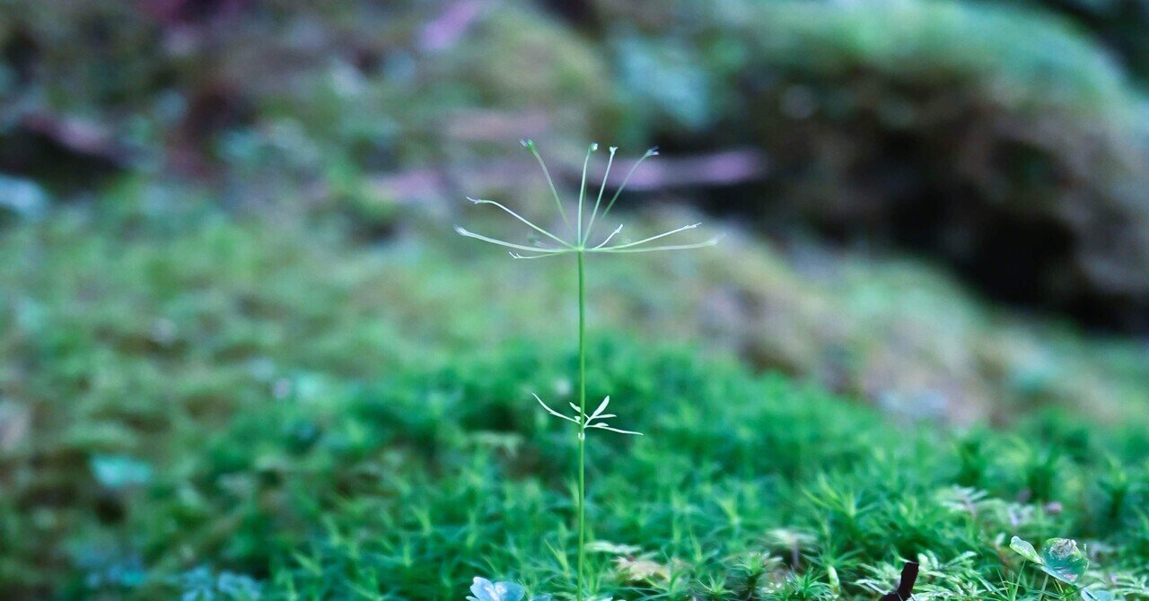 エゴを解き放つに連れて出逢う、リアルな葛藤。｜Shuna Kana ｼｭﾅ ｶﾅ