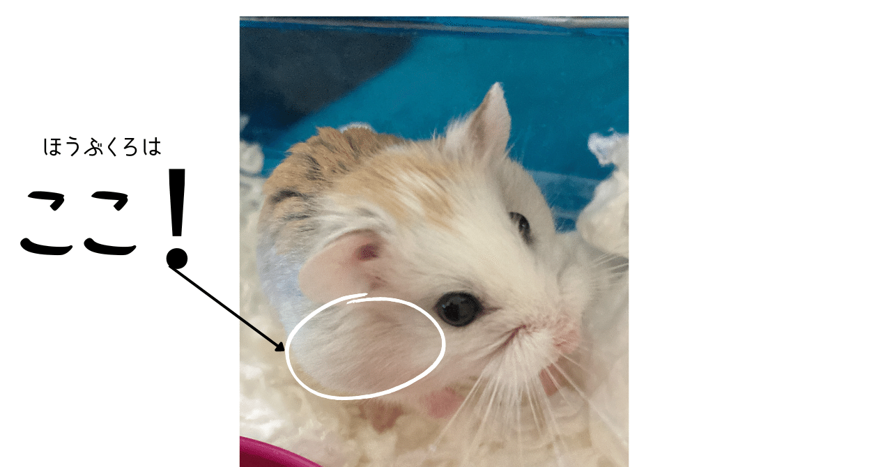 ほうぶくろ｜HamuHamuチップ