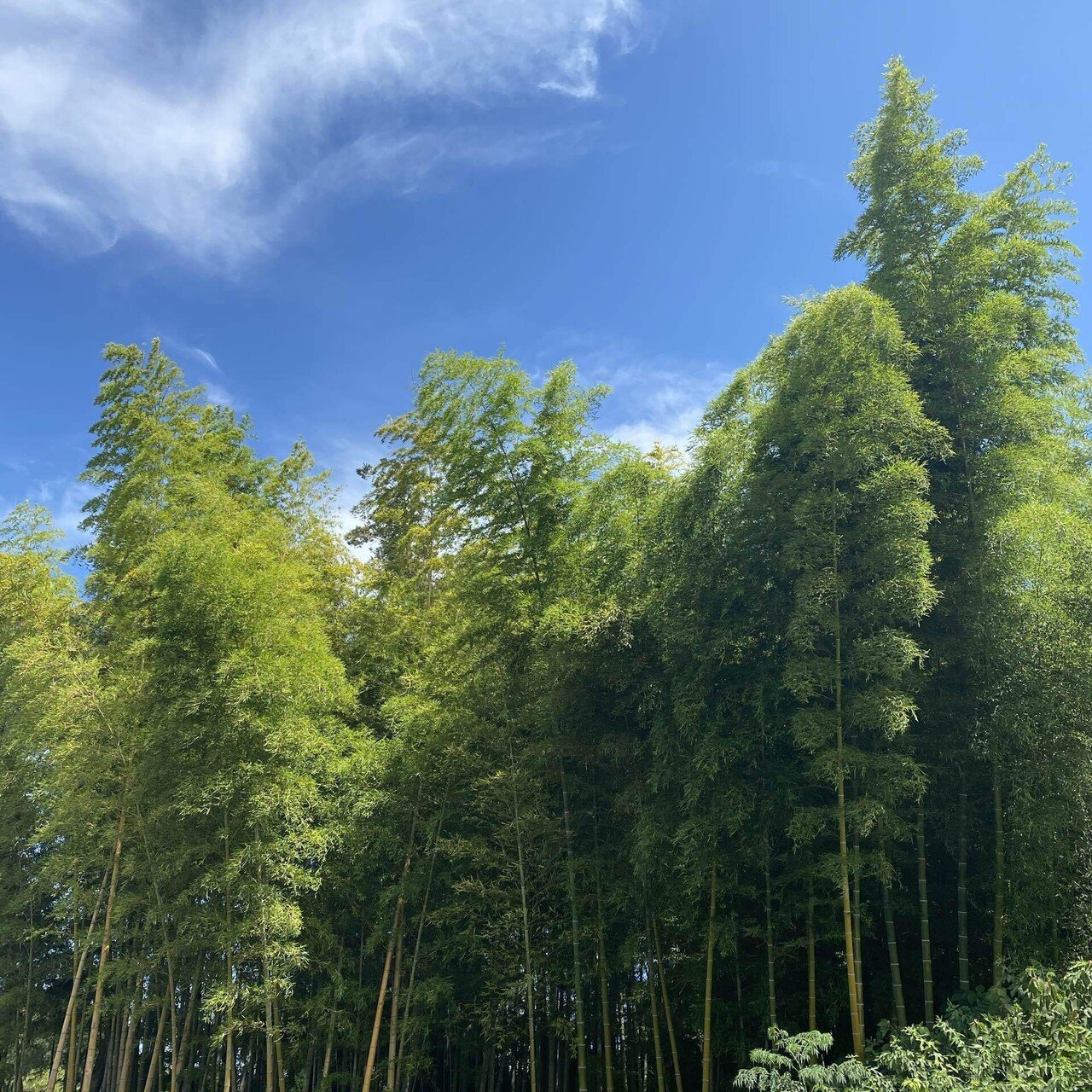 23.07.31夏｜kenji_comp