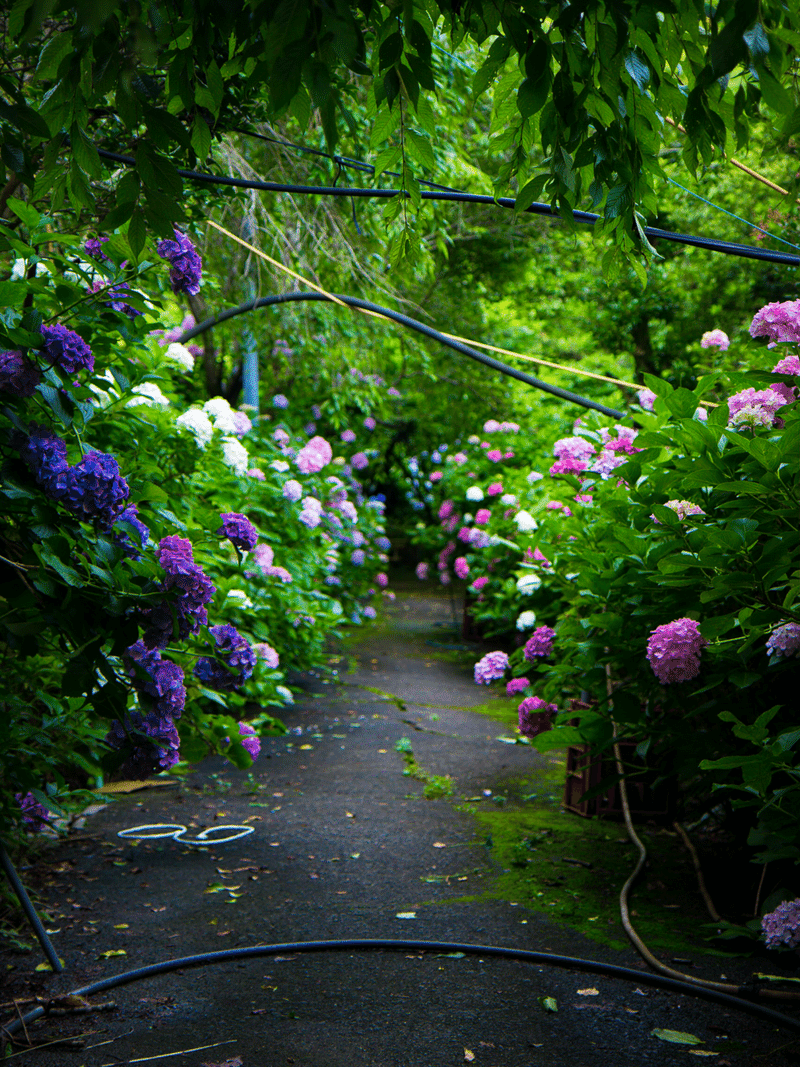 OLYMPUSとの邂逅①｜tarotaro