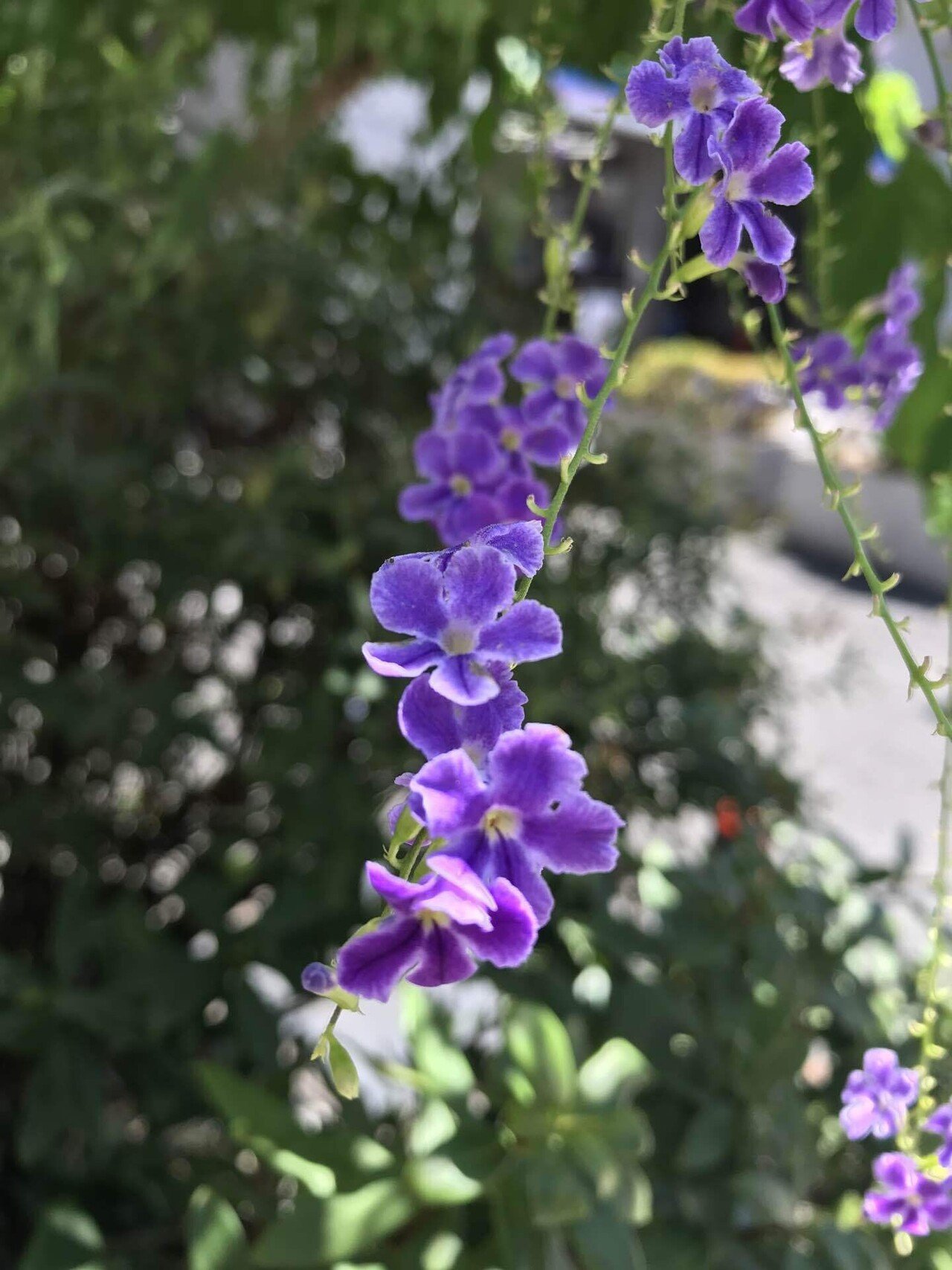 アメリカに初めてヨガを伝えた、パラマハンサ・ヨガナンダは、以下のサイトに。 https://yogananda.org/ja/%E6%8C ...