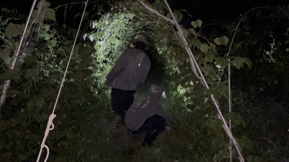 収穫が追いつかない😆｜Osada Takuya