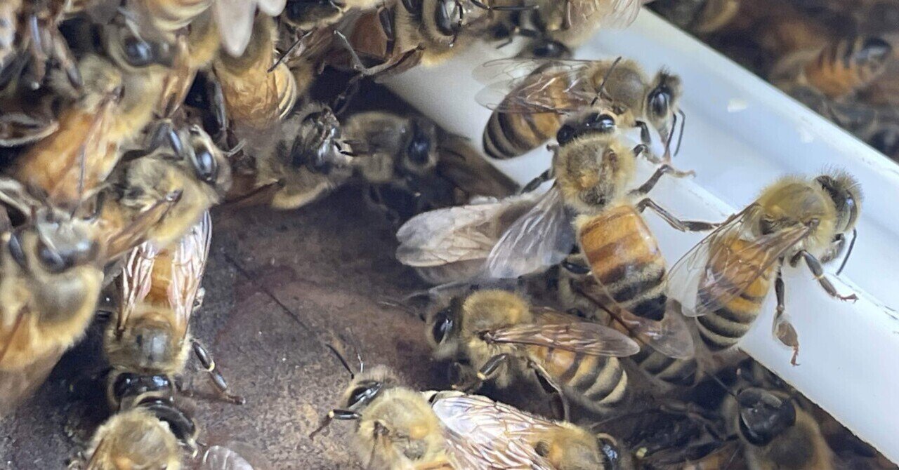 順調なのかな…⁉︎【養蜂生活836日目】｜yabusan（823）