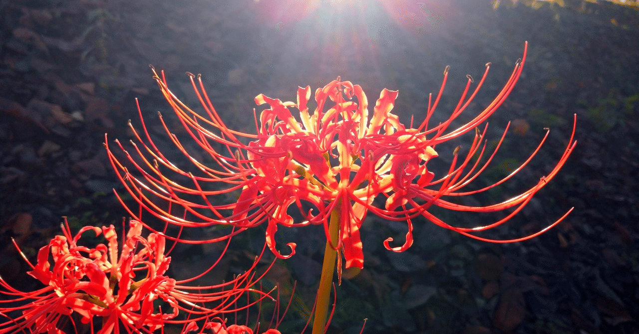 生き抜くために、息抜きながら、生きる。｜菜穂@ hibi writer