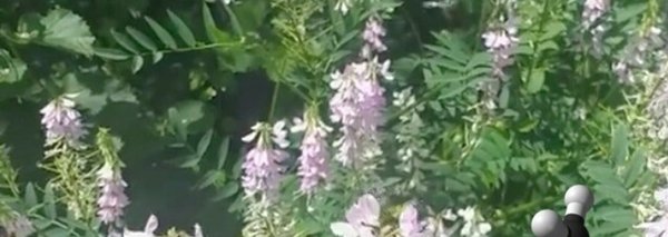 Dr Pilon (パイロン先生)｜note