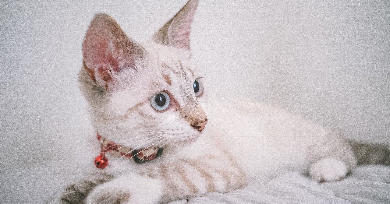 写真解体新書実践 1-4好きなフォトグラファーを見つけよう｜Rook