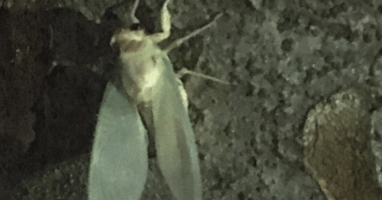 【雑記】夏やん。セミ｜Poccha