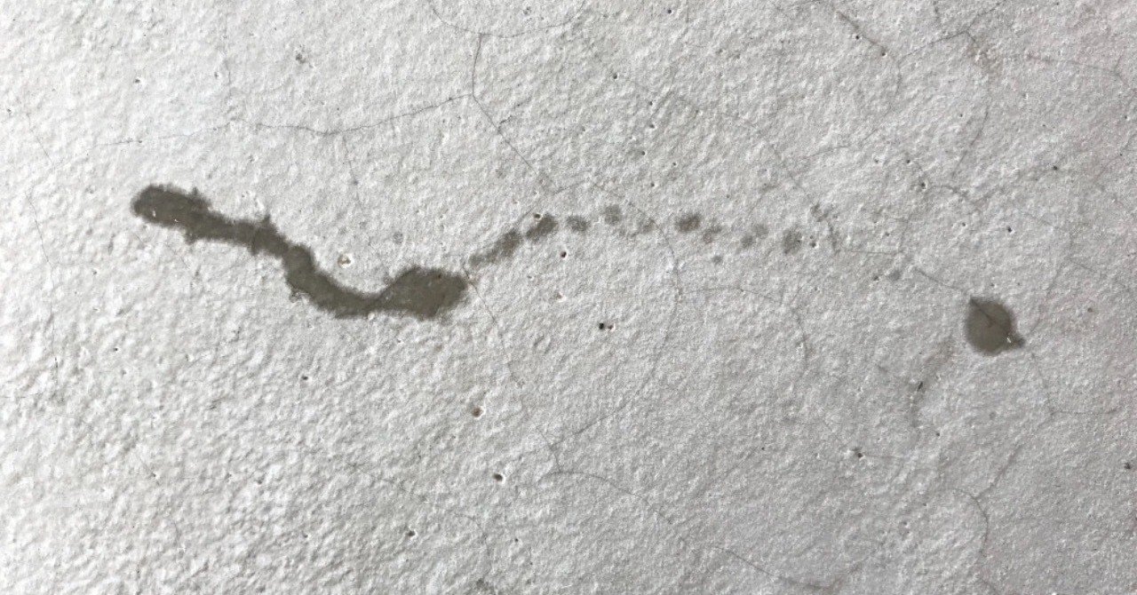 潰される生き物たち｜noguchi tappei｜note