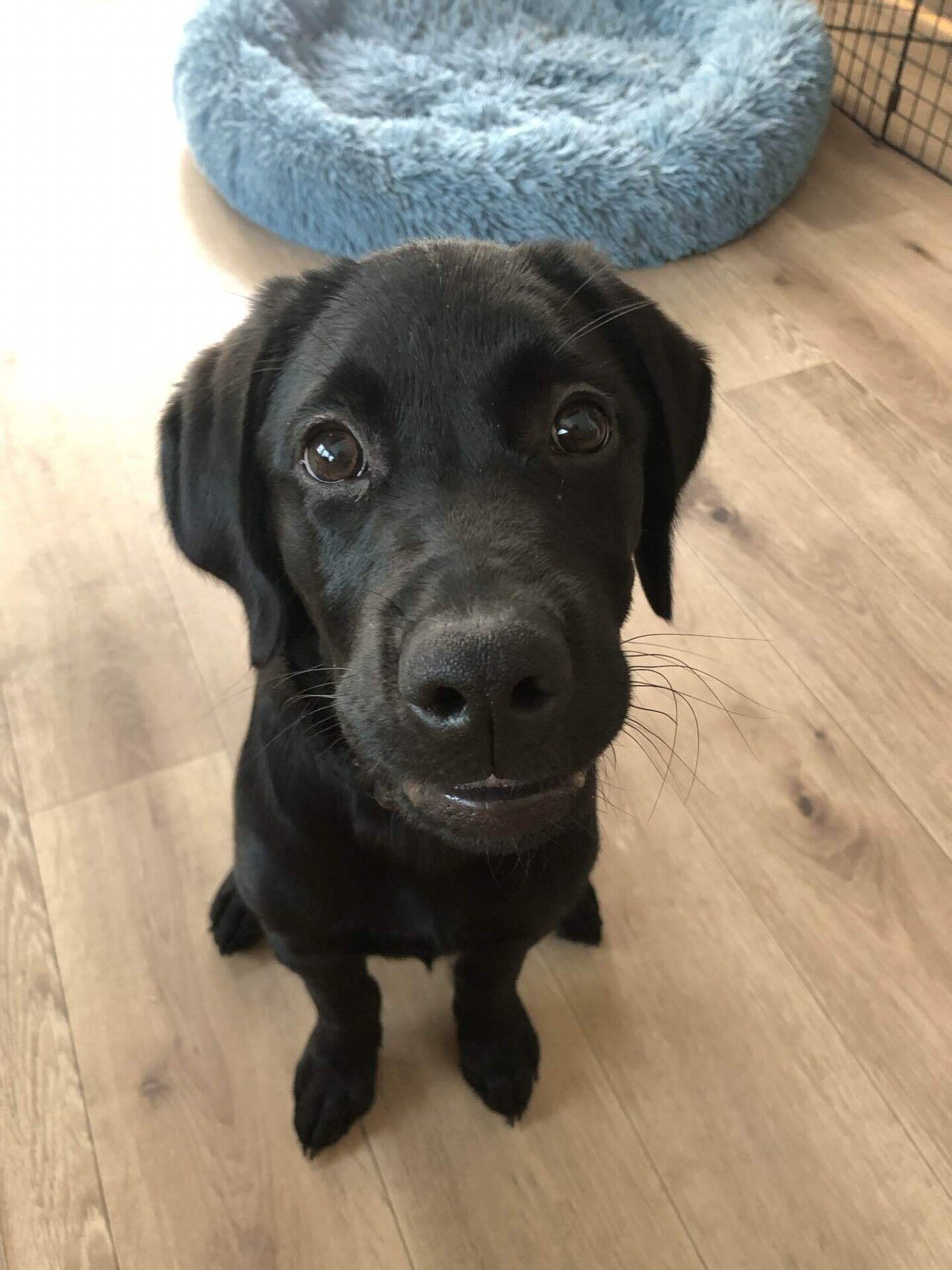 パピーからのお知らせ｜ユメカ（Yumeka.yy）