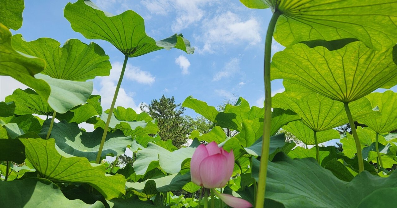 7月23日の快善:宗治蓮を観賞してみた｜小林こずえ（カイマネージ）