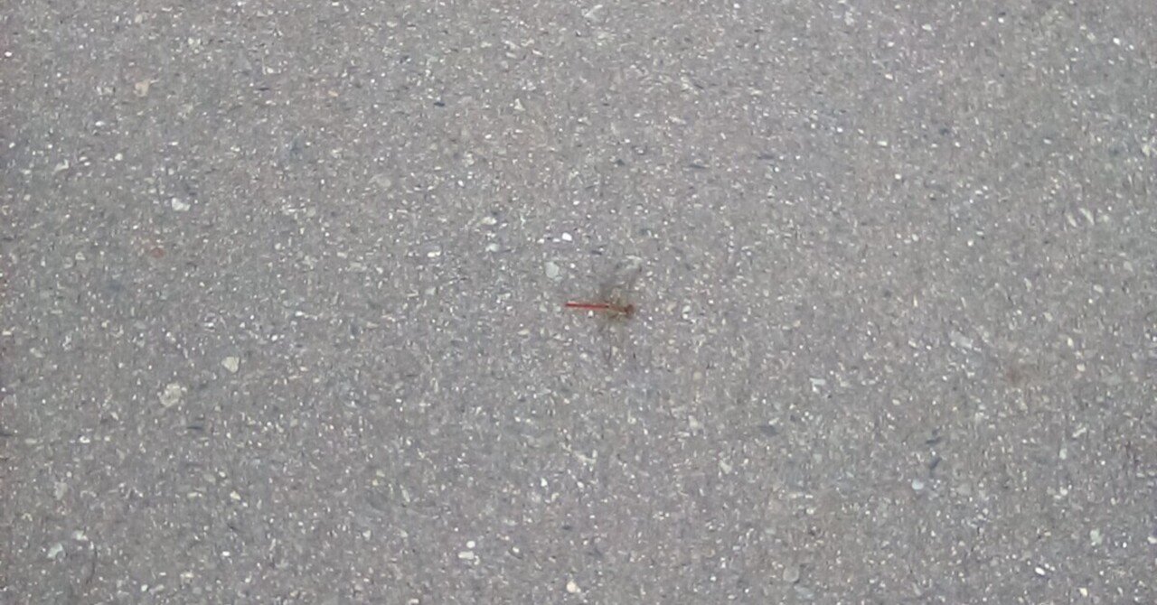 命は失われると信じていることに気づかされる｜(Linp&Ruru)本当の自分を知り、本当の自分として生きる