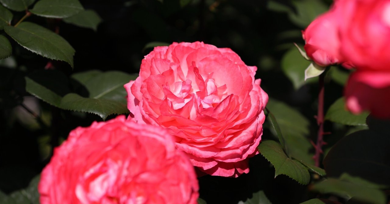 Stroll & Snaps, Vol. 62: 界隈の彩｜Strolling Ricky