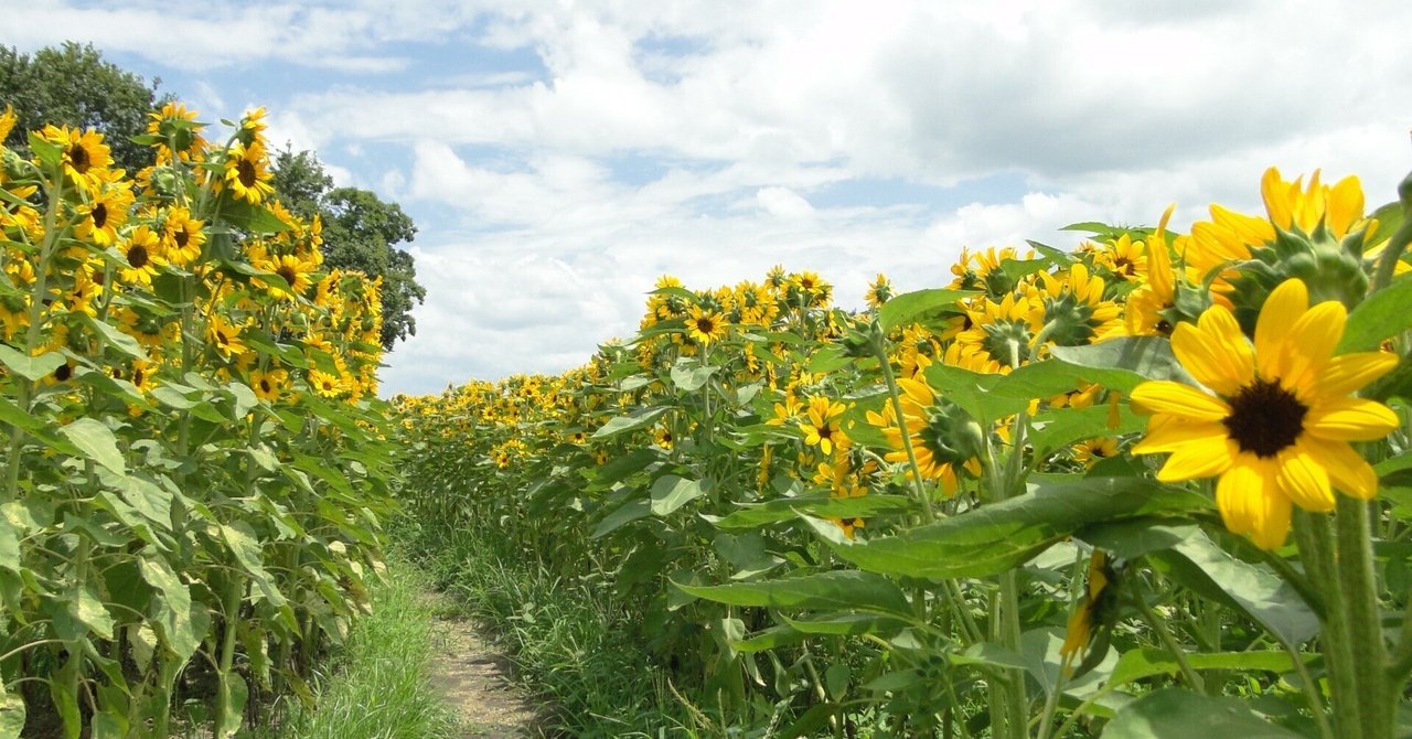 フラワーパーク江南のヒマワリ｜HRSD-note