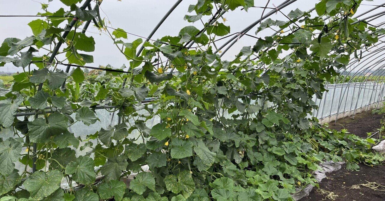 続 ご縁よ！おかえり｜みっちー🌈Michiko Tsukuda