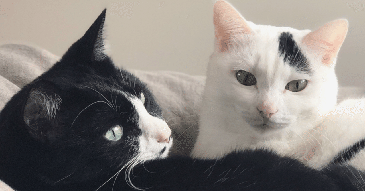 不可知性の次元：自己としての信念｜katoshi