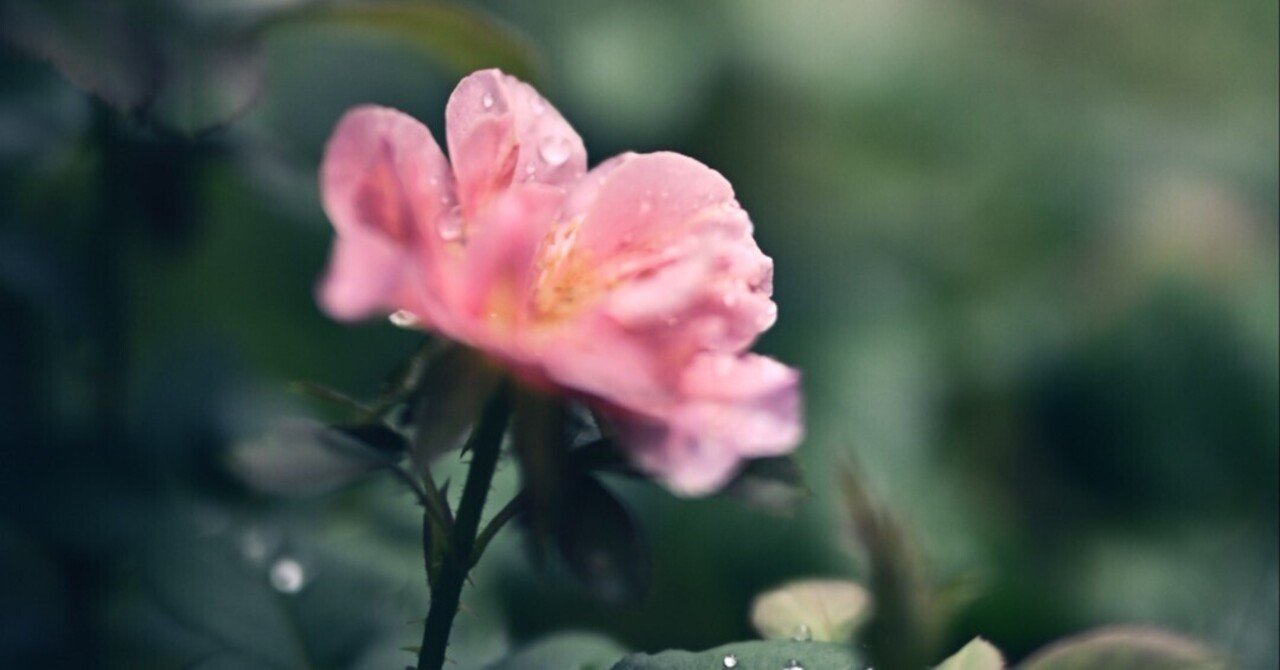 NikonのZ50mmf1.2SとZ24-70f4Sで薔薇を撮り比べてみる｜お耽美さん