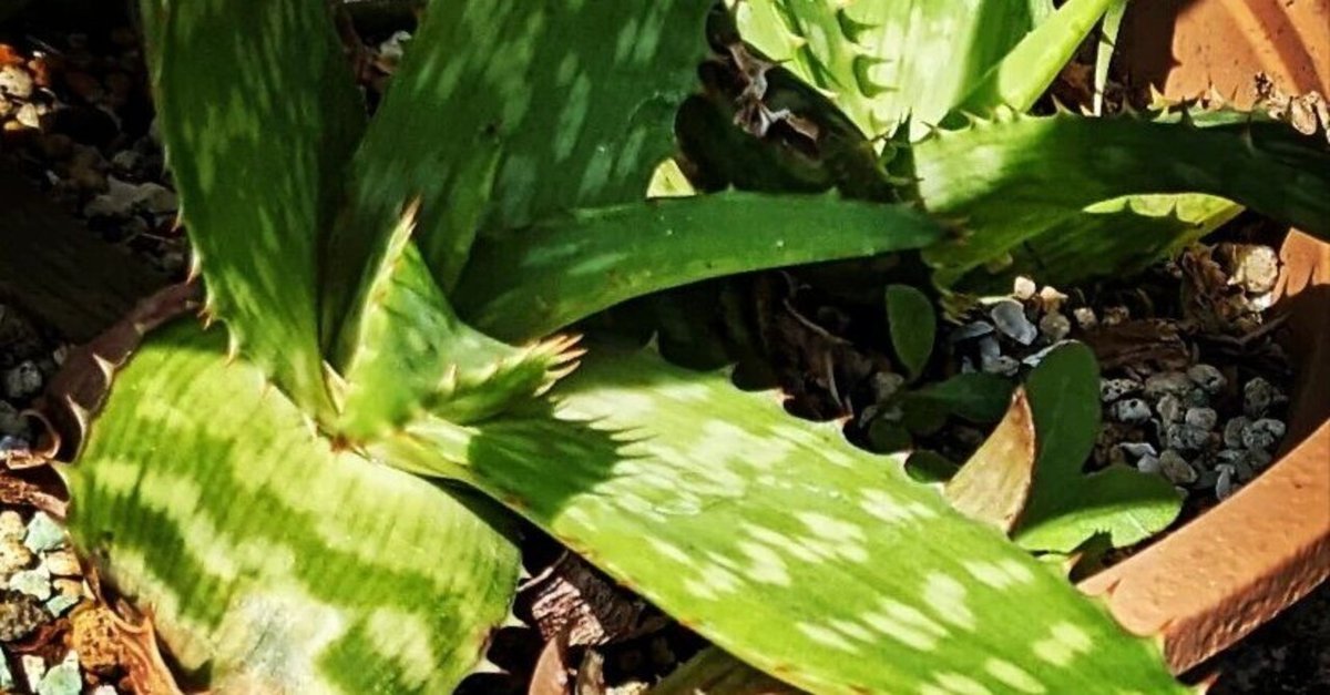 noteには、Instagramをキャプション付きで埋め込めない｜kako-jun