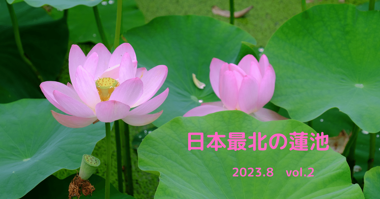 大賀ハスも見られます｜tabito