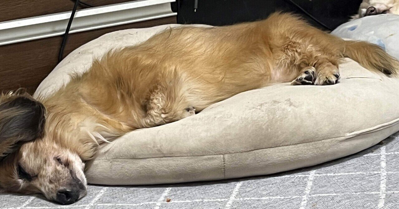 高齢犬 脳梗塞発症③行動｜my1181