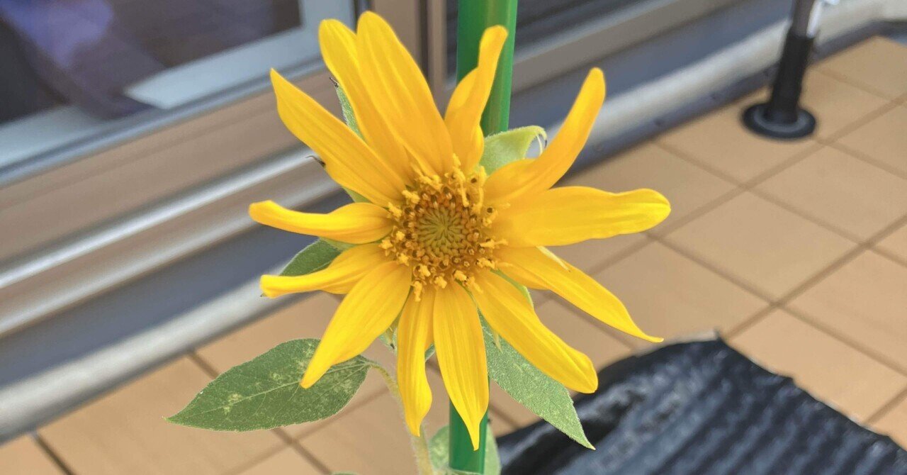 週末のしあわせ。｜iu_a03_milk