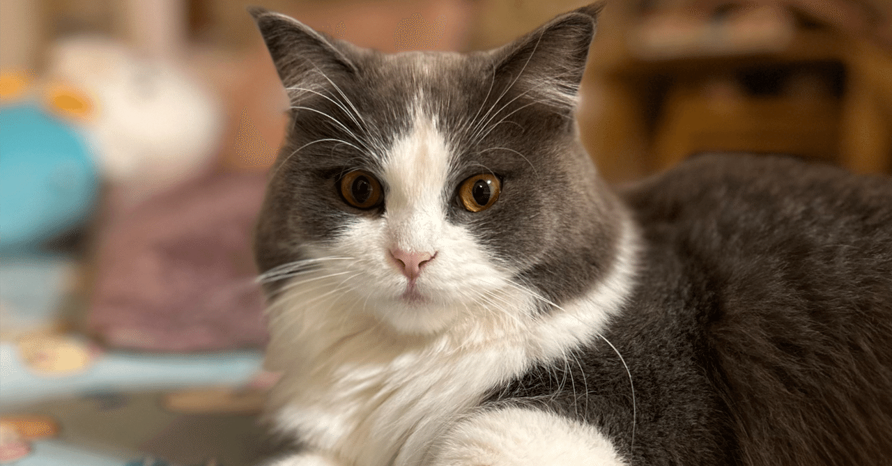 （祝1ヶ月🎉）noteの凄さを実感しました【雑記 vol.3】｜mochi_suba🐈🐈