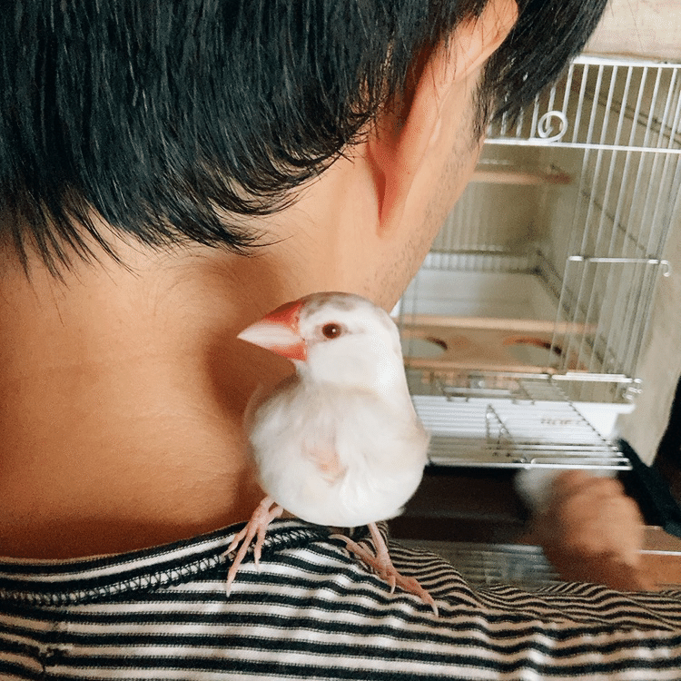 7月中旬からプライベートで心がざわつくことがあり、あまりnoteを開けなかったのですが、やっと解決しました。 コメント、スキをくださった皆様、またゆっくりお返事していきますね。 写真は、我が家 ...