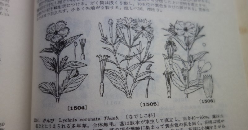 ため息俳句 秋の蝉|水曜日の窓辺