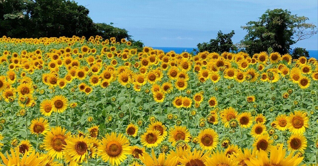 日本で一番熱い夏｜sachico tanabe