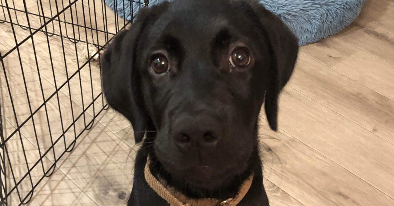 パピーとの暮らし 7〜8週目｜ユメカ（Yumeka.yy）