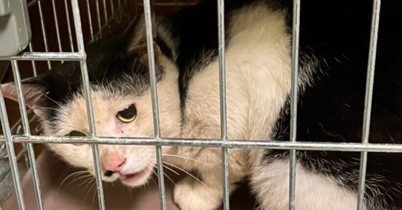 ぱっつん捕獲成功！〜Come back HAPPY⑱｜Hiroyuki.M