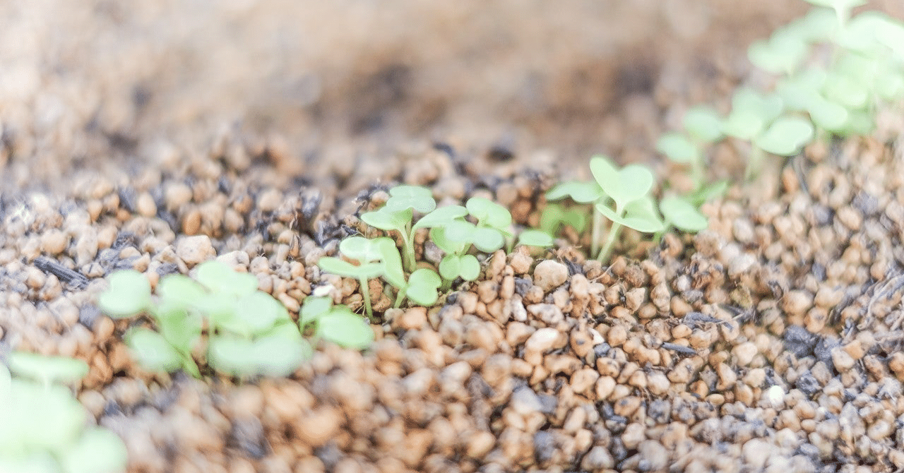 「ありのままvs成長」の問いに自分なりの解が出た｜yuko matsuki