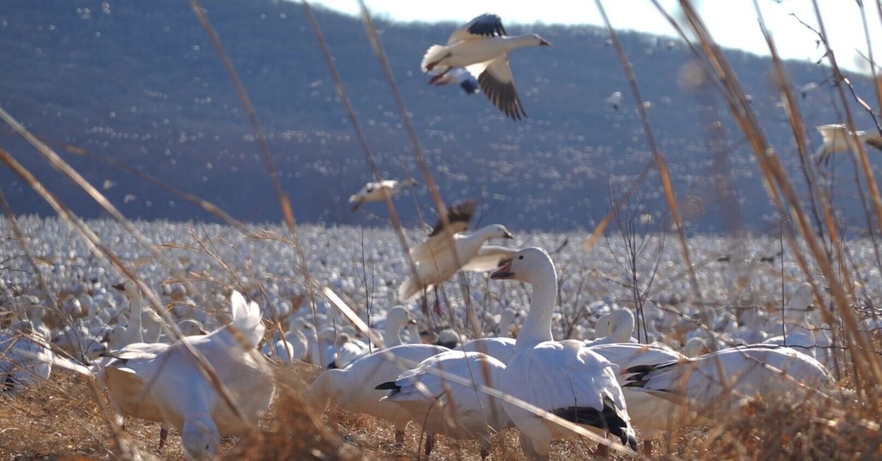 ナルシシズムをやっつけよう｜SHINICHI