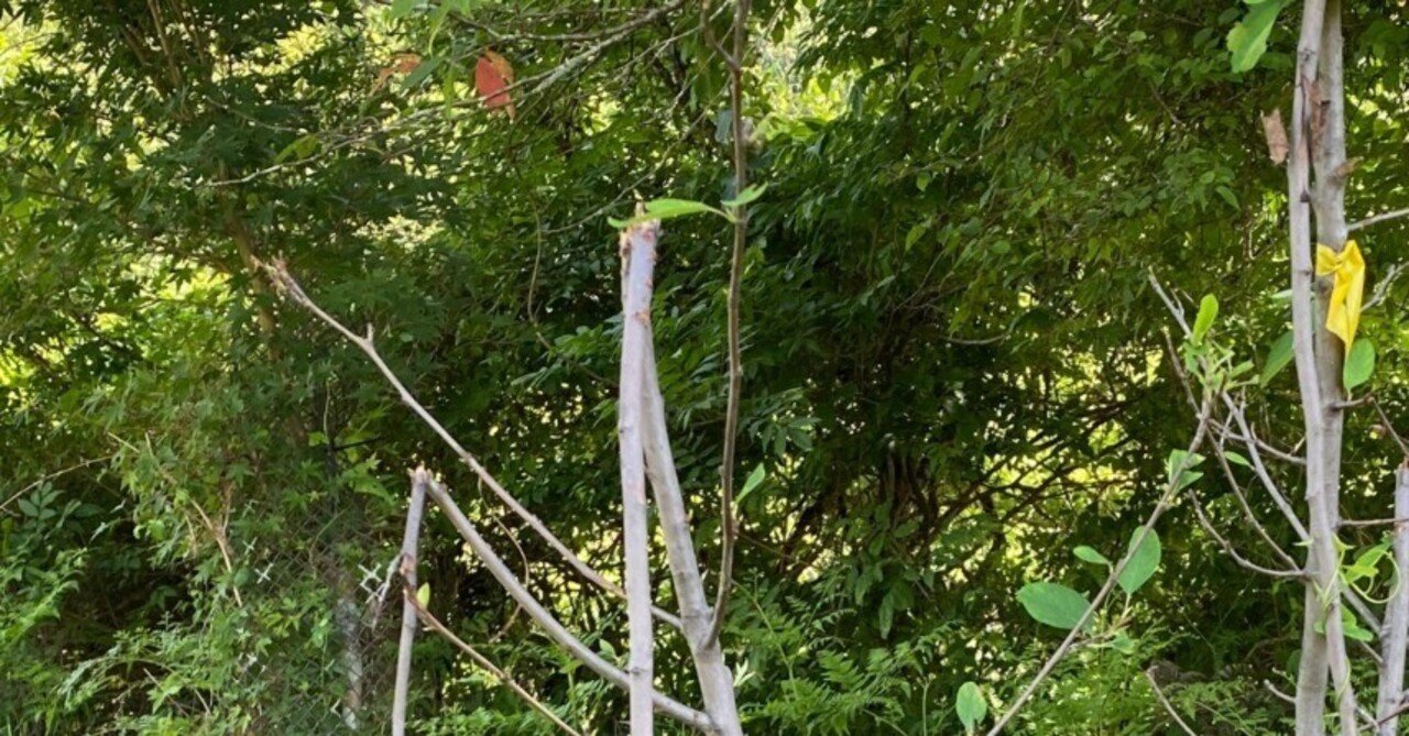 折れた枝から学んだこと｜Dando Mountain Farm